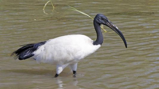 Ibis.. Master of Sacred Word and God of Moon, Wisdom, and Medicine