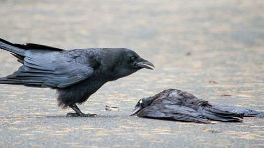 Video: Why do the Crows establish funerals marked by loud and loud noises?
