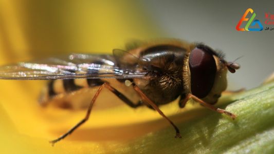 Insects: kingdoms defeated extinction 435 million years ago (part 1)